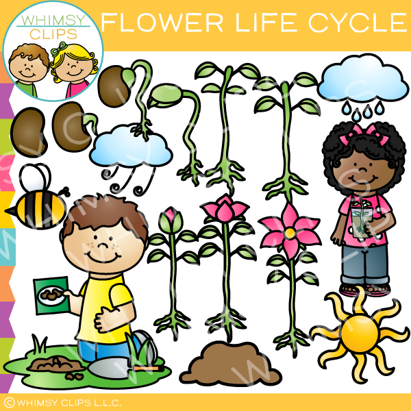 Plant Life Cycle Clipart